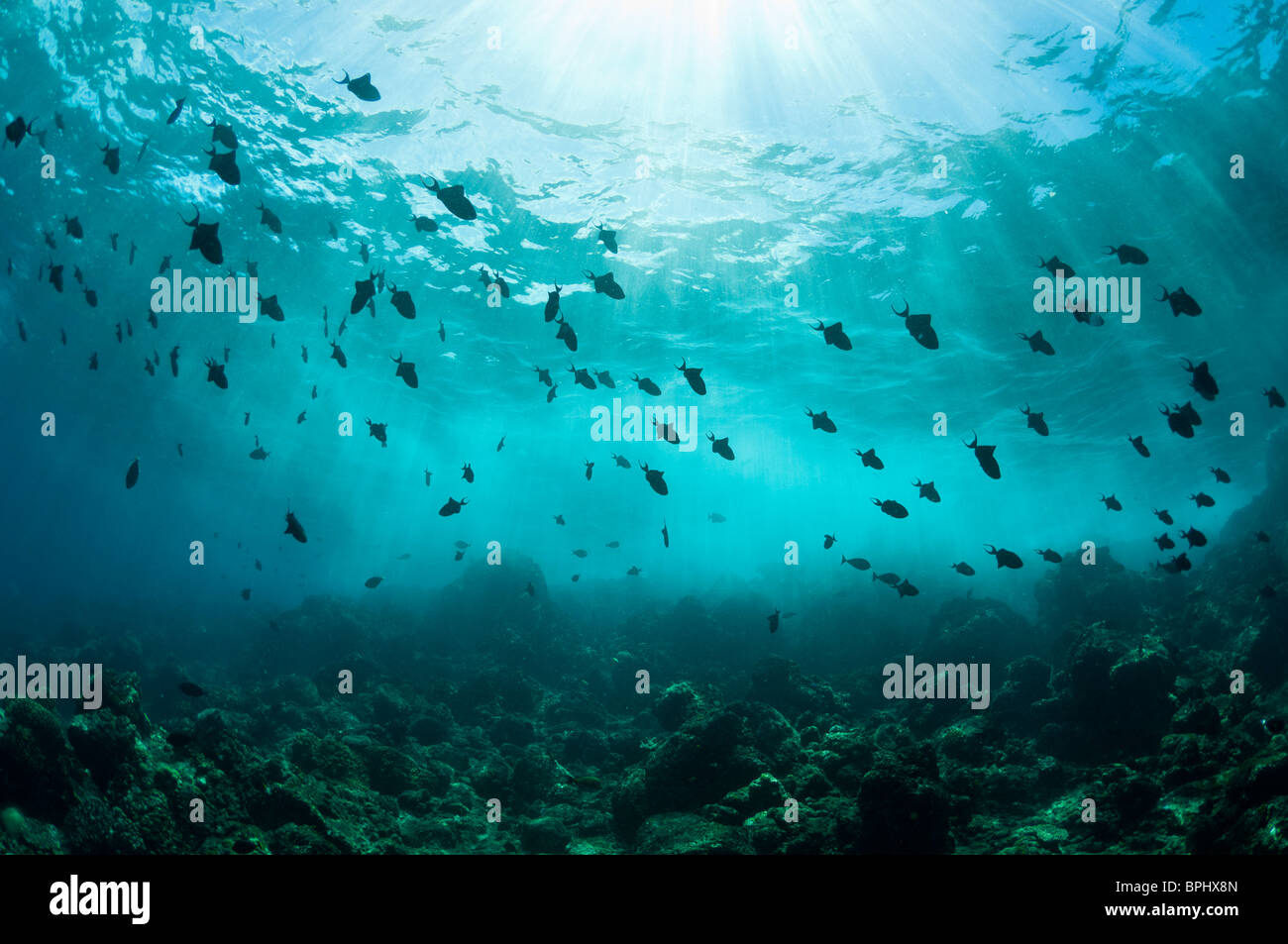 School of redtooth triggerfish in shallow water, Bangka, Sulawesi ...