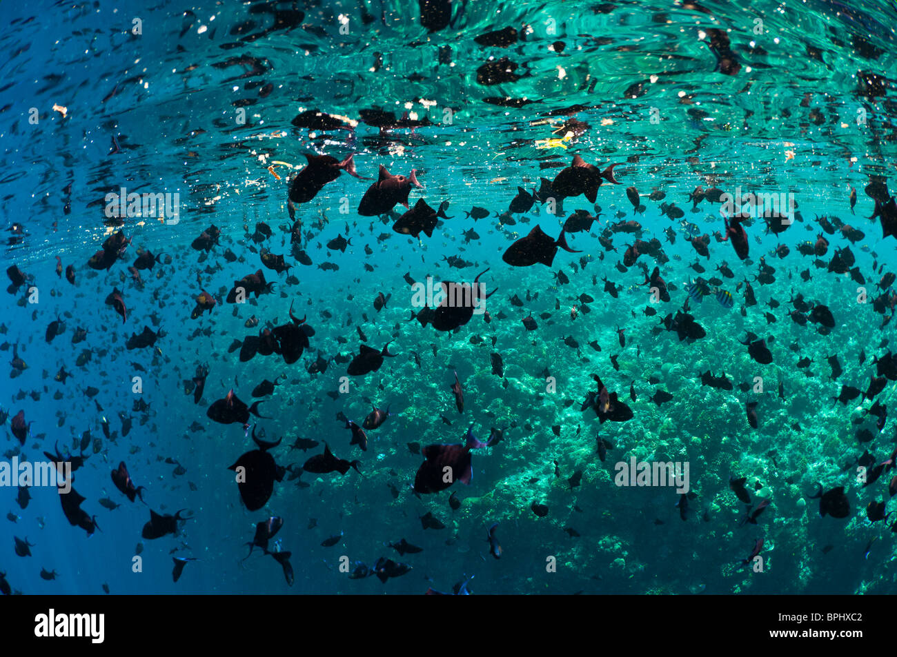 School of redtooth triggerfish feeding at the vertical edge of a reef ...