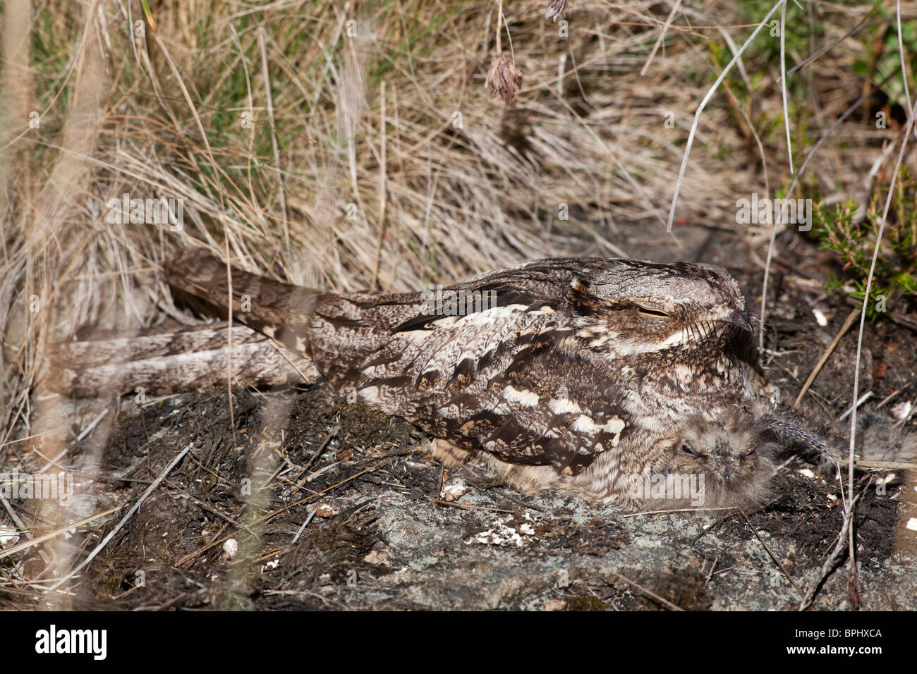 Nightjar; Caprimulgus europaeus; female with young; Cornwall; evening ...