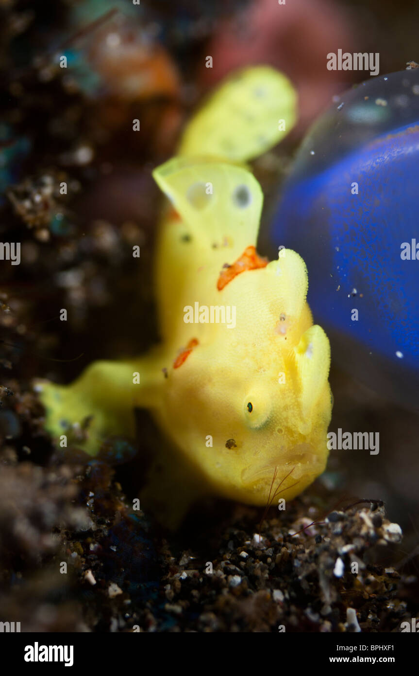 Clown Frogfish Stock Photos & Clown Frogfish Stock Images - Alamy