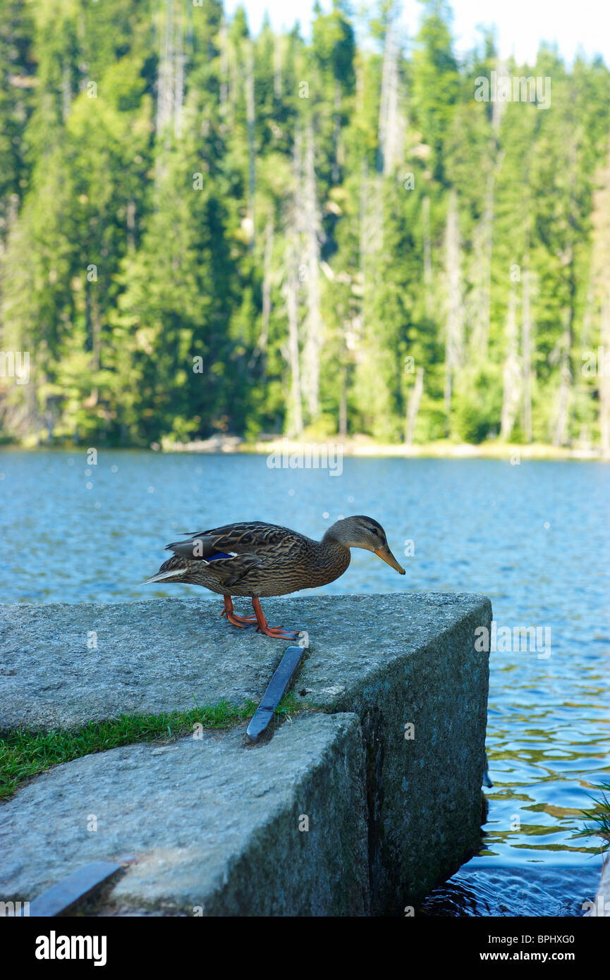 Prasilske jezero, Polednik, National Park Sumava, Czech Republic Stock ...