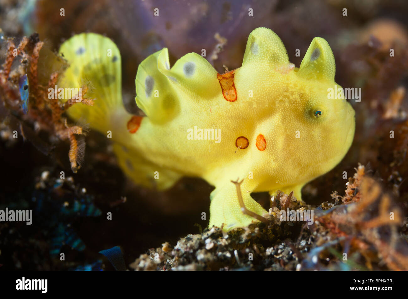 Frogfish Baby Facts Of Frogfish, A Magical Creature From The Sea