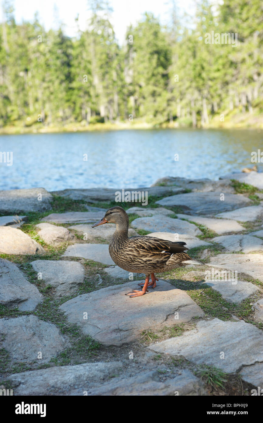 Prasilske jezero, Polednik, National Park Sumava, Czech Republic Stock ...
