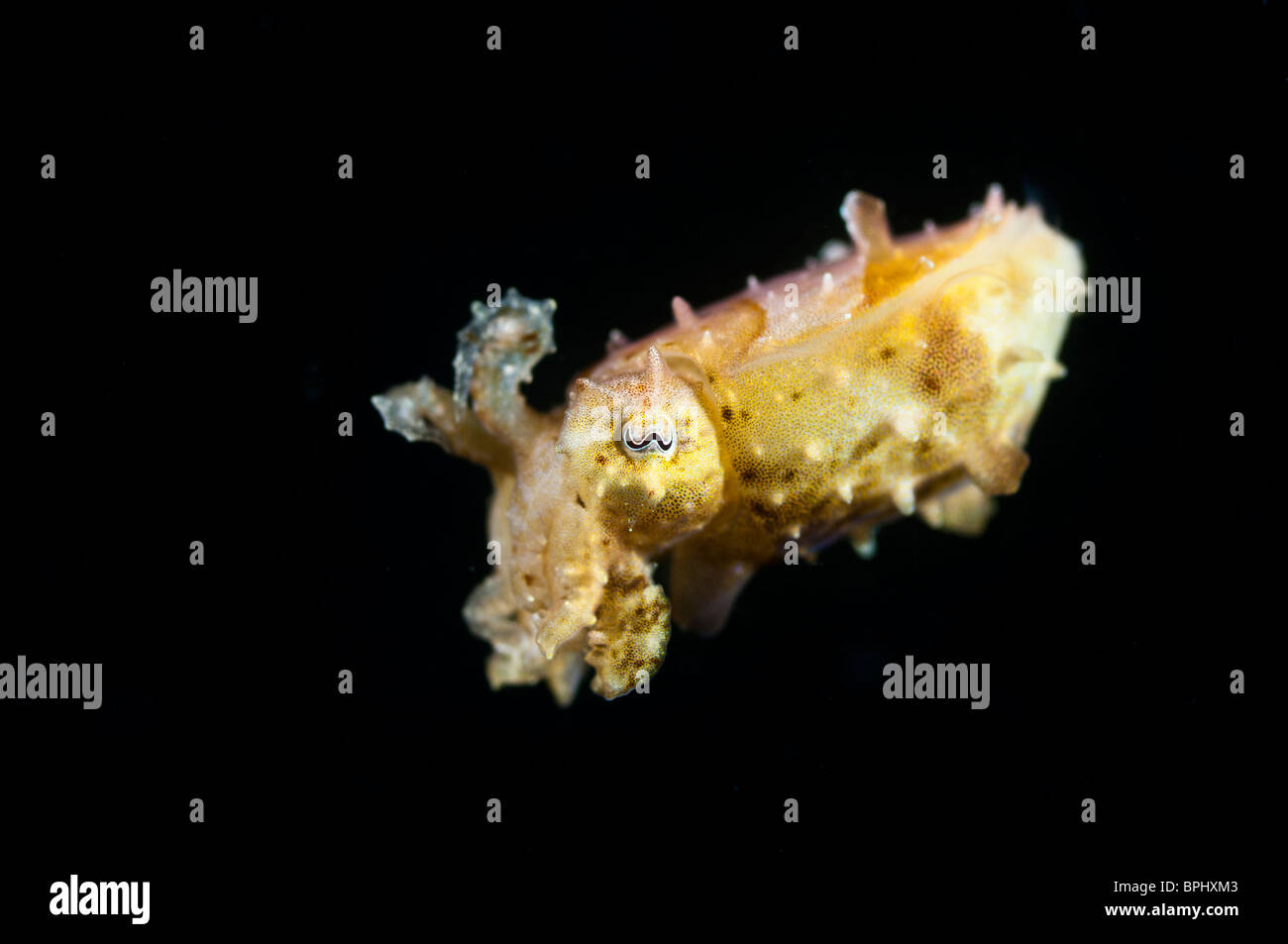 Unknown species of juvenile cuttlefish, Lembeh Strait, Sulawesi ...