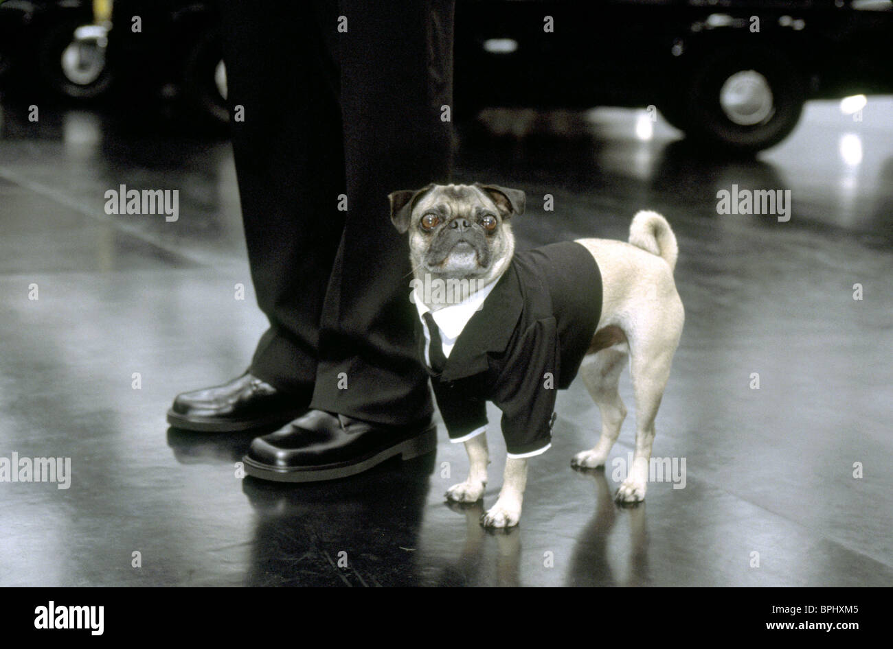 Mib 2 Frank The Pug 2002 High Resolution Stock Photography and Images ...