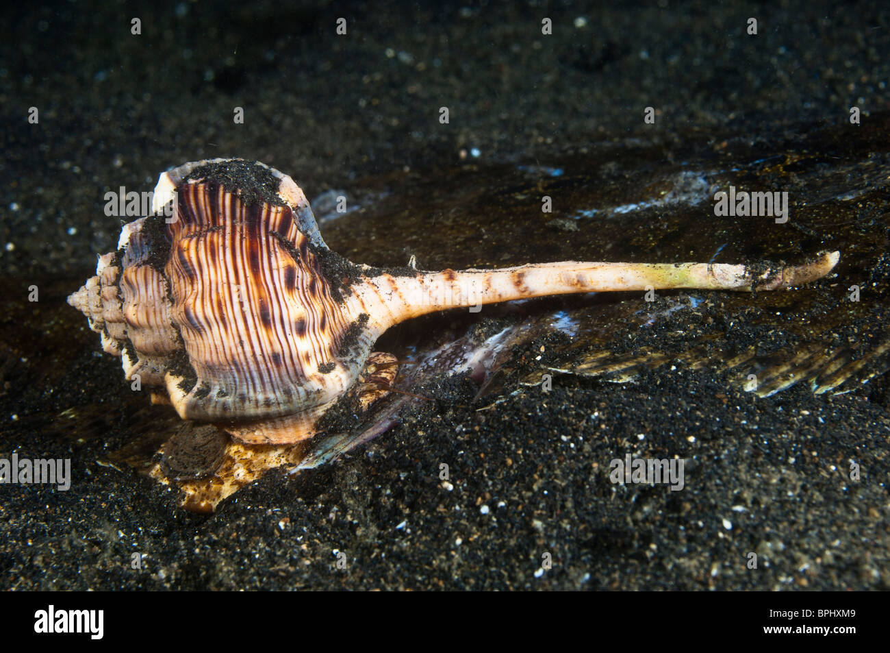 Murex hi-res stock photography and images - Alamy