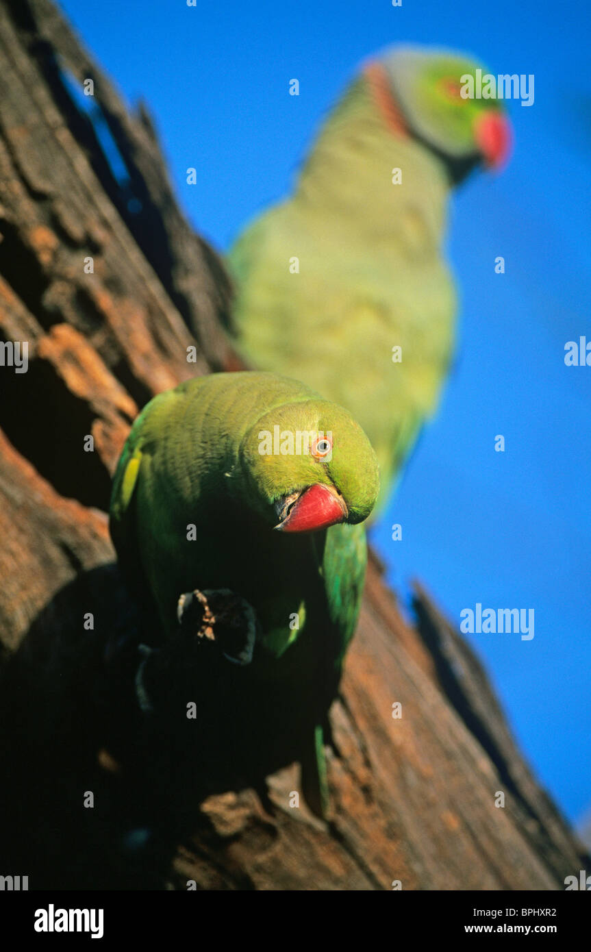 Rose-ringed Parakeet India Stock Photo - Alamy