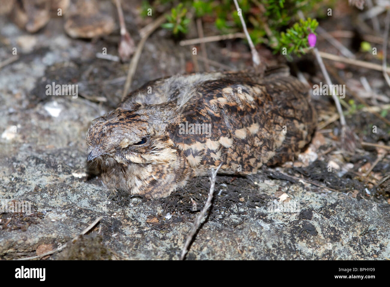 Nightjar nest hi-res stock photography and images - Alamy