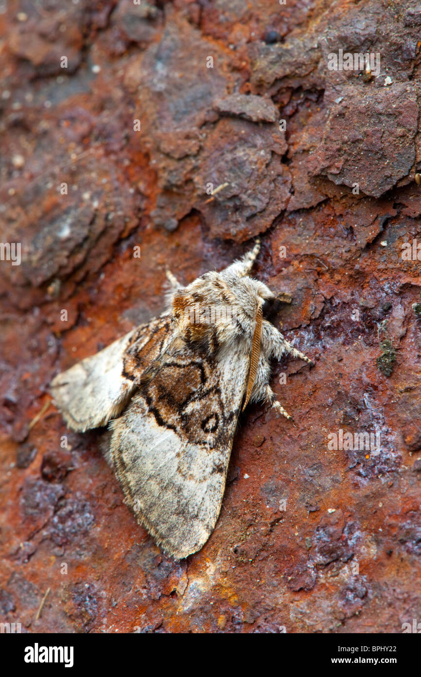 Nut Tree Tussock Moth; Colocasia coryli Stock Photo - Alamy