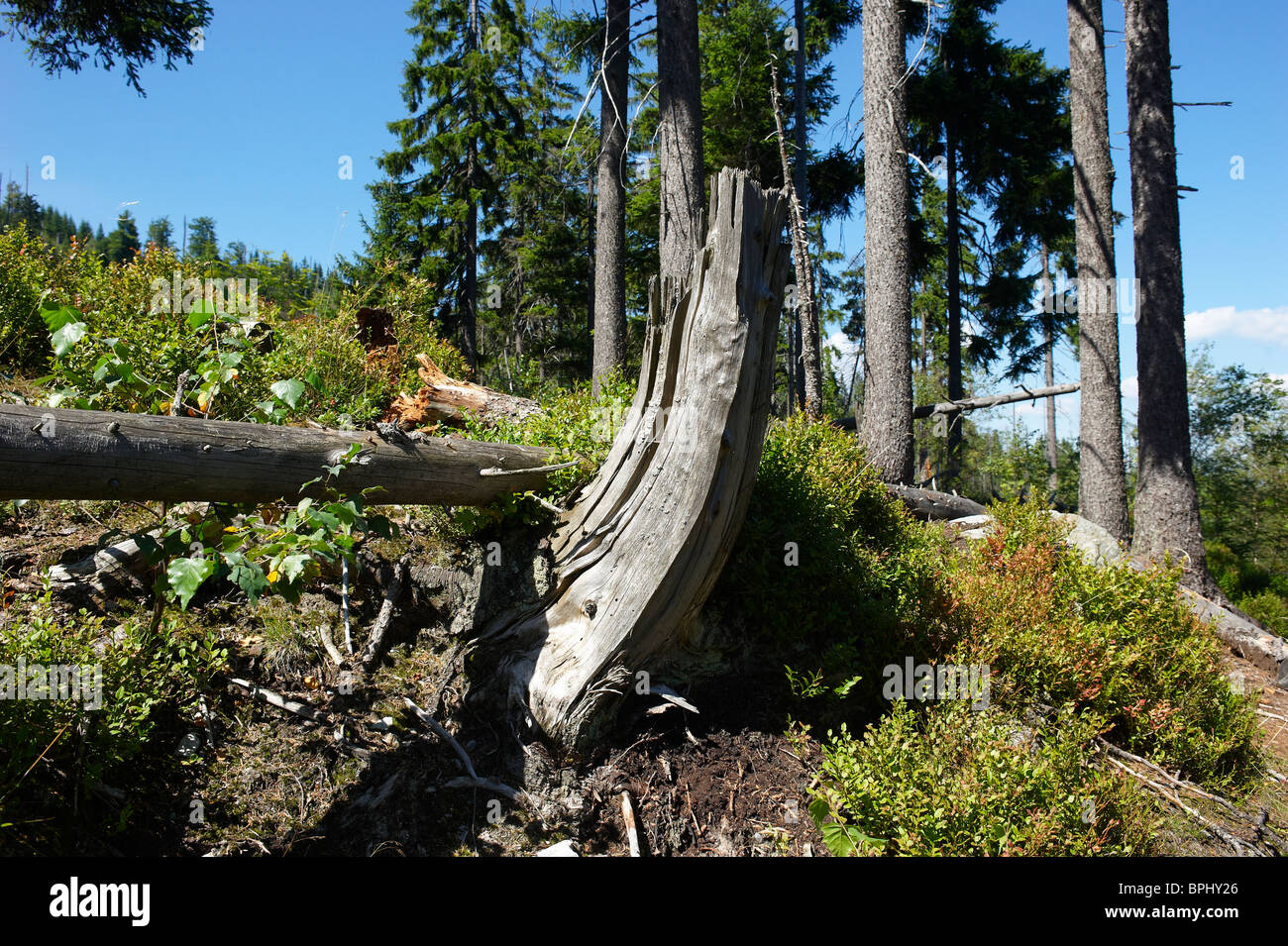 Prasilske jezero, Polednik, National Park Sumava, Czech Republic Stock ...
