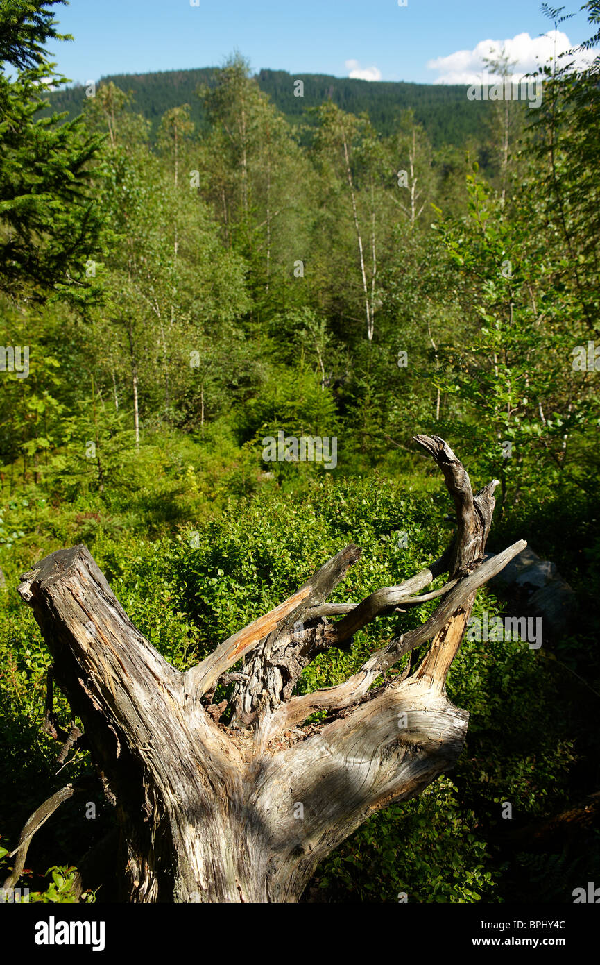 Prasilske jezero, Polednik, National Park Sumava, Czech Republic Stock ...