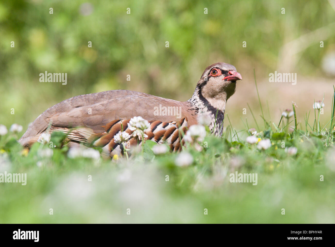Partridge feeding on grass Stock Photo - Alamy
