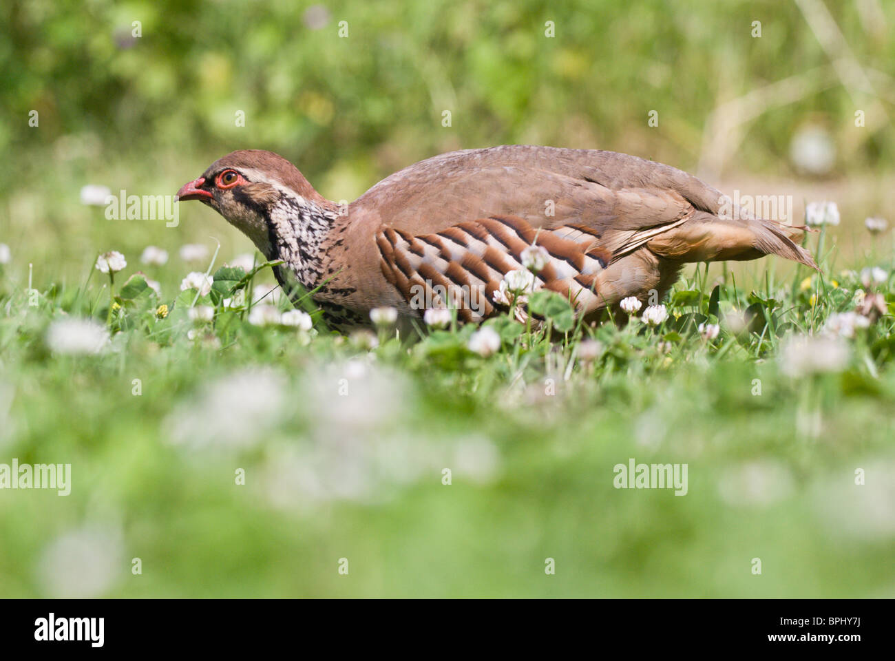Feeding partridge hi-res stock photography and images - Alamy