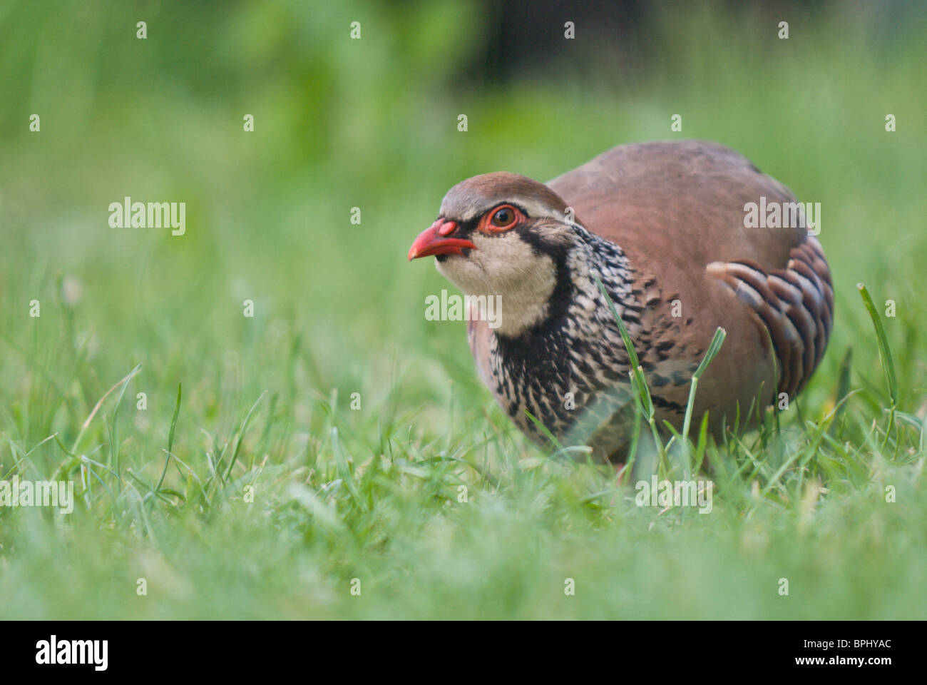 Feeding partridge hi-res stock photography and images - Alamy
