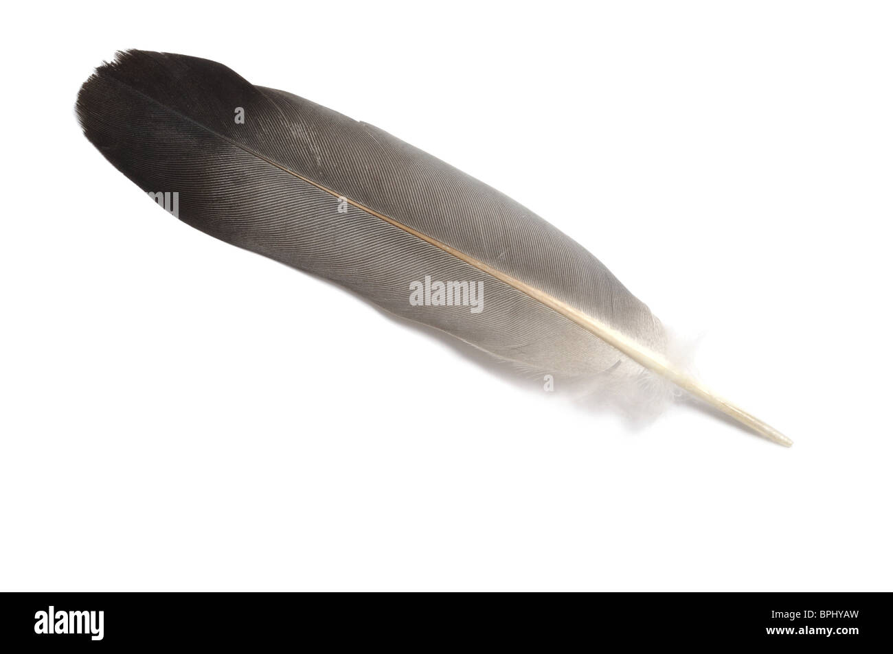 Grey feather hi-res stock photography and images - Alamy