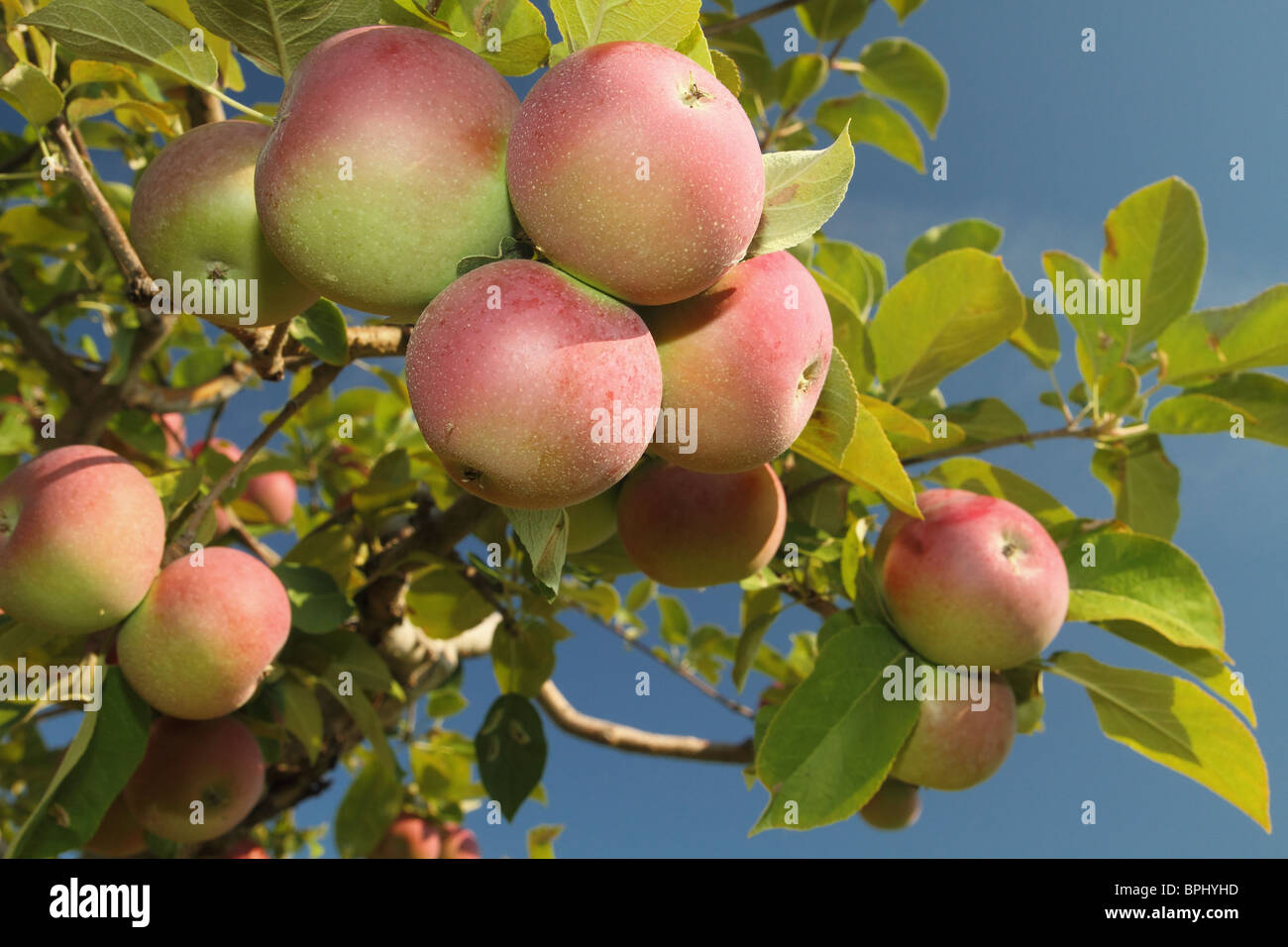 Apple tree sky hi-res stock photography and images - Alamy