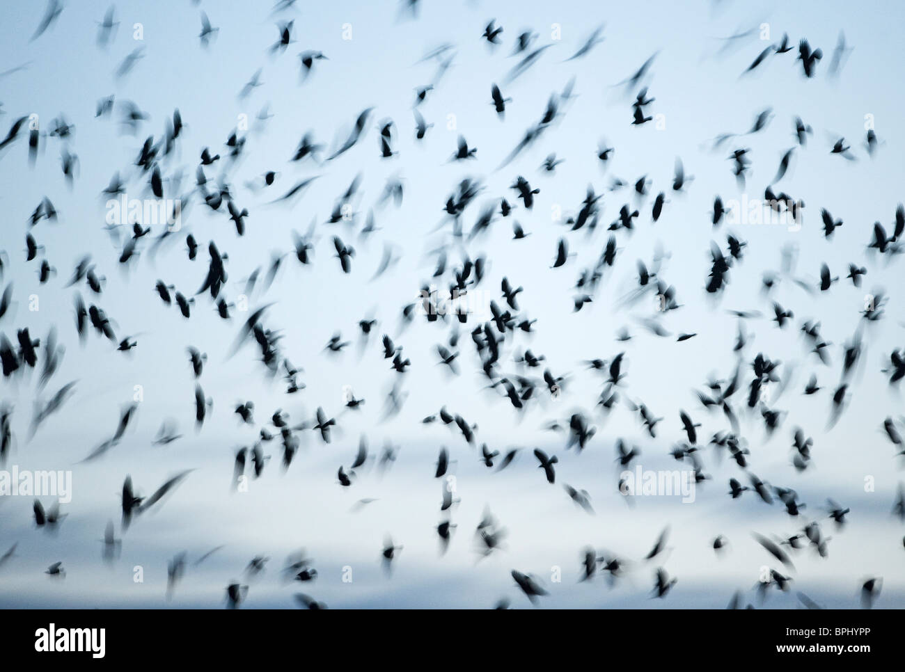 Crows mainly Rooks and Jackdaws arriving at roost Buckenham in Yare ...