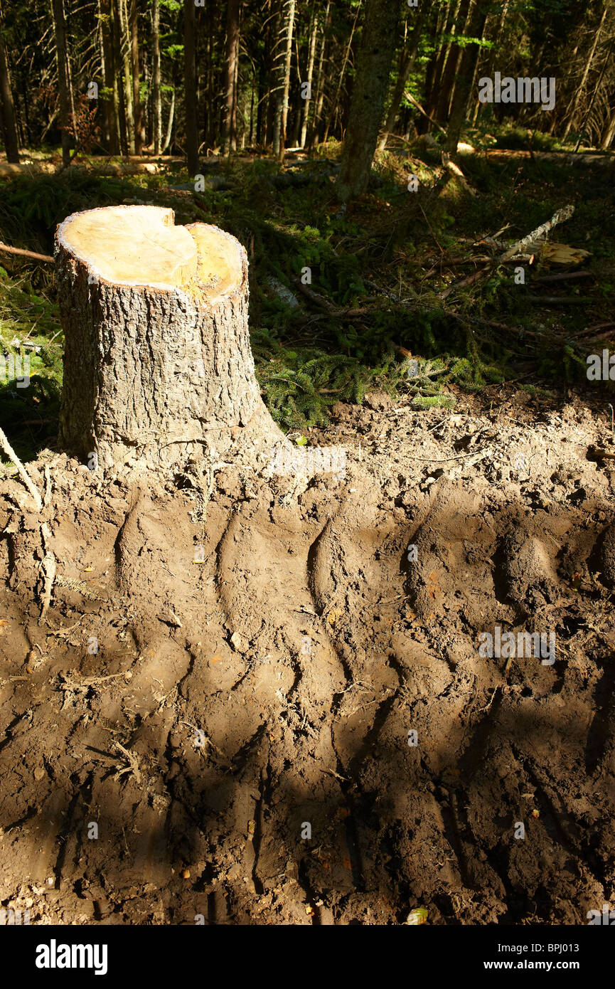 Prasilske jezero, Polednik, National Park Sumava, Czech Republic Stock ...
