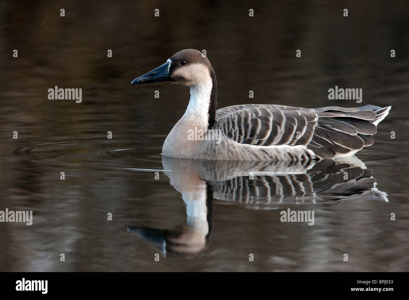 Chinese goose, Anser anser domesticus, single bird swimming on water ...