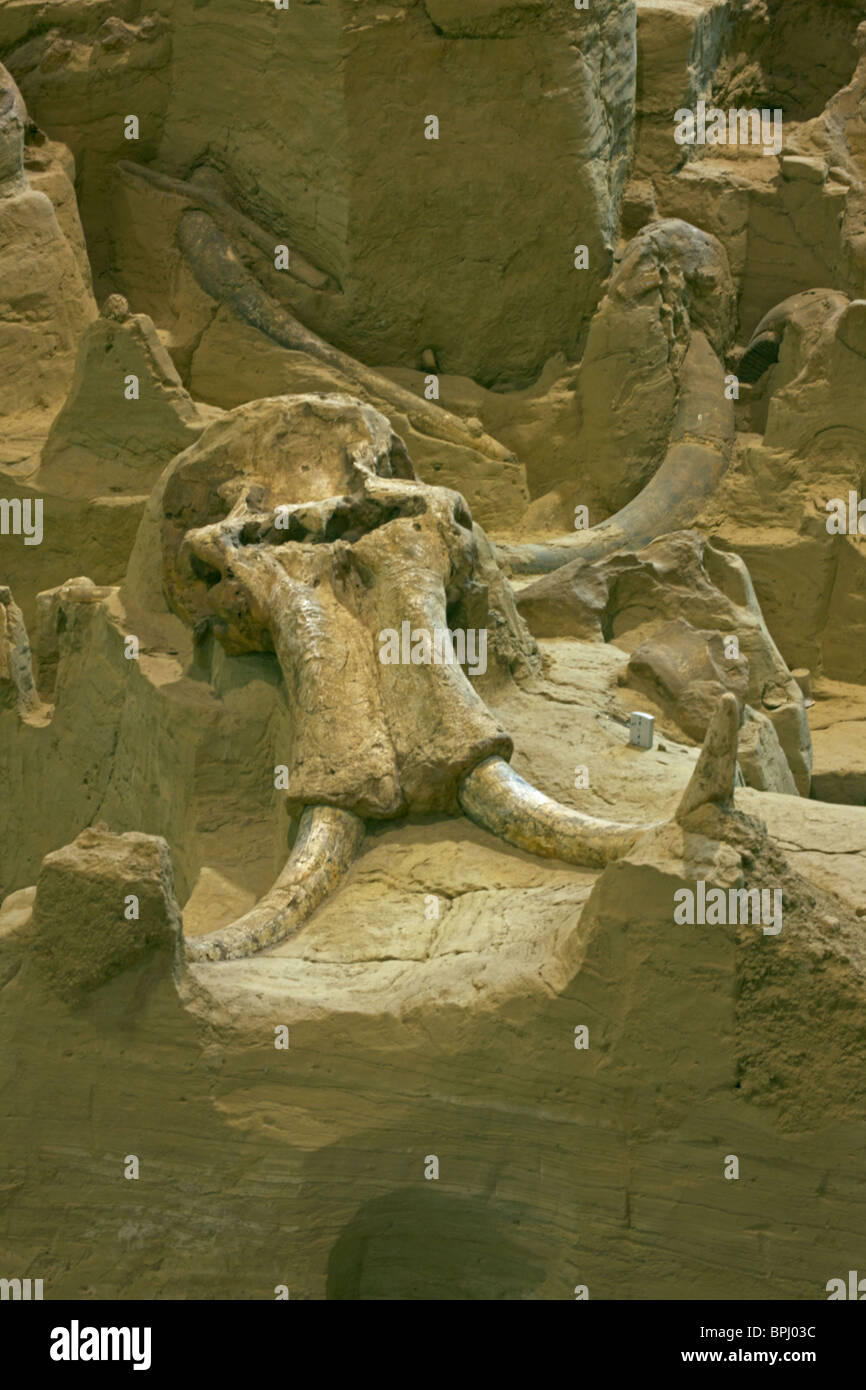 Columbian Mammoth Fossil (Mammuthus columbi) - Skull and tusks - South ...