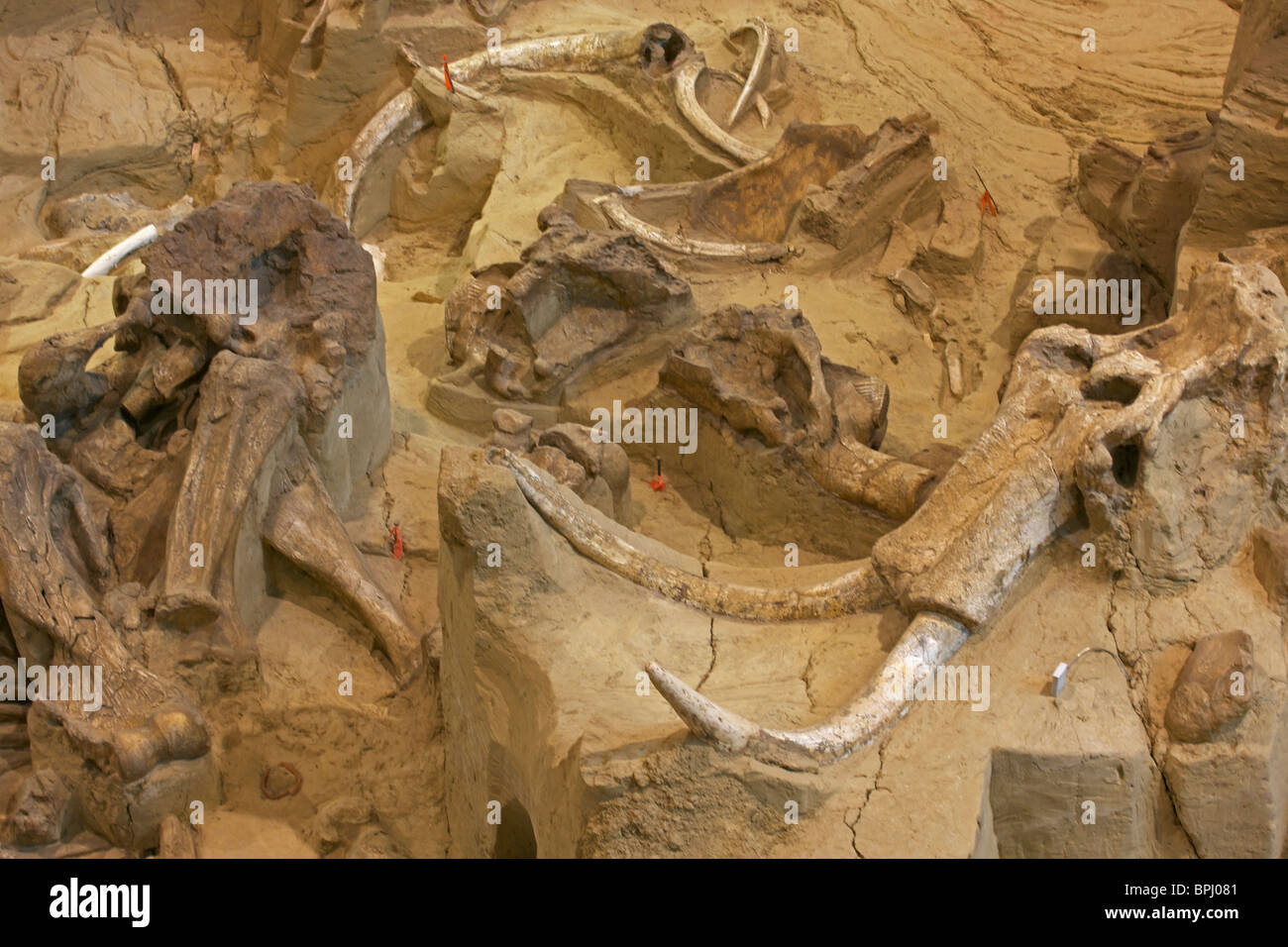 Columbian Mammoth Fossil (Mammuthus columbi) - Skull and tusks - South ...