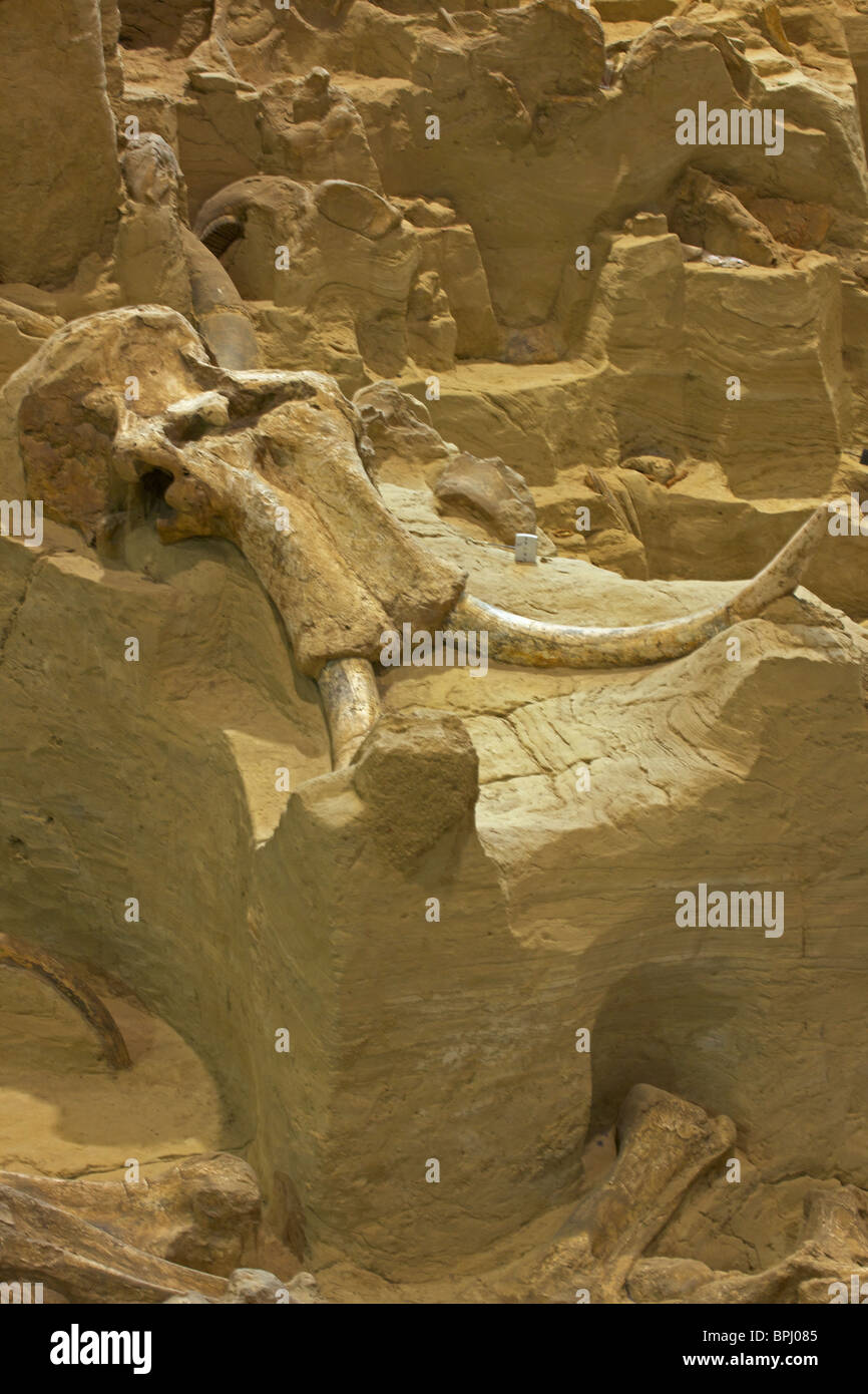 Columbian Mammoth Fossil (Mammuthus columbi) - Skull and tusks - South ...