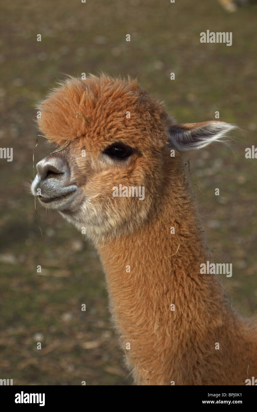 Alpaca (Lama pacos) - New York - USA - A domesticated South American ...