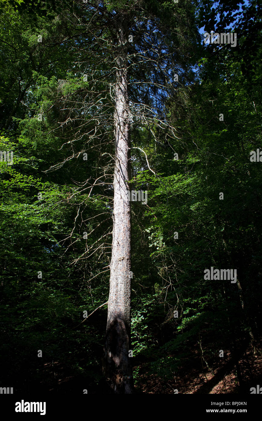 A single dead tree in a lush green wood near Seascale, Cumbria, England ...