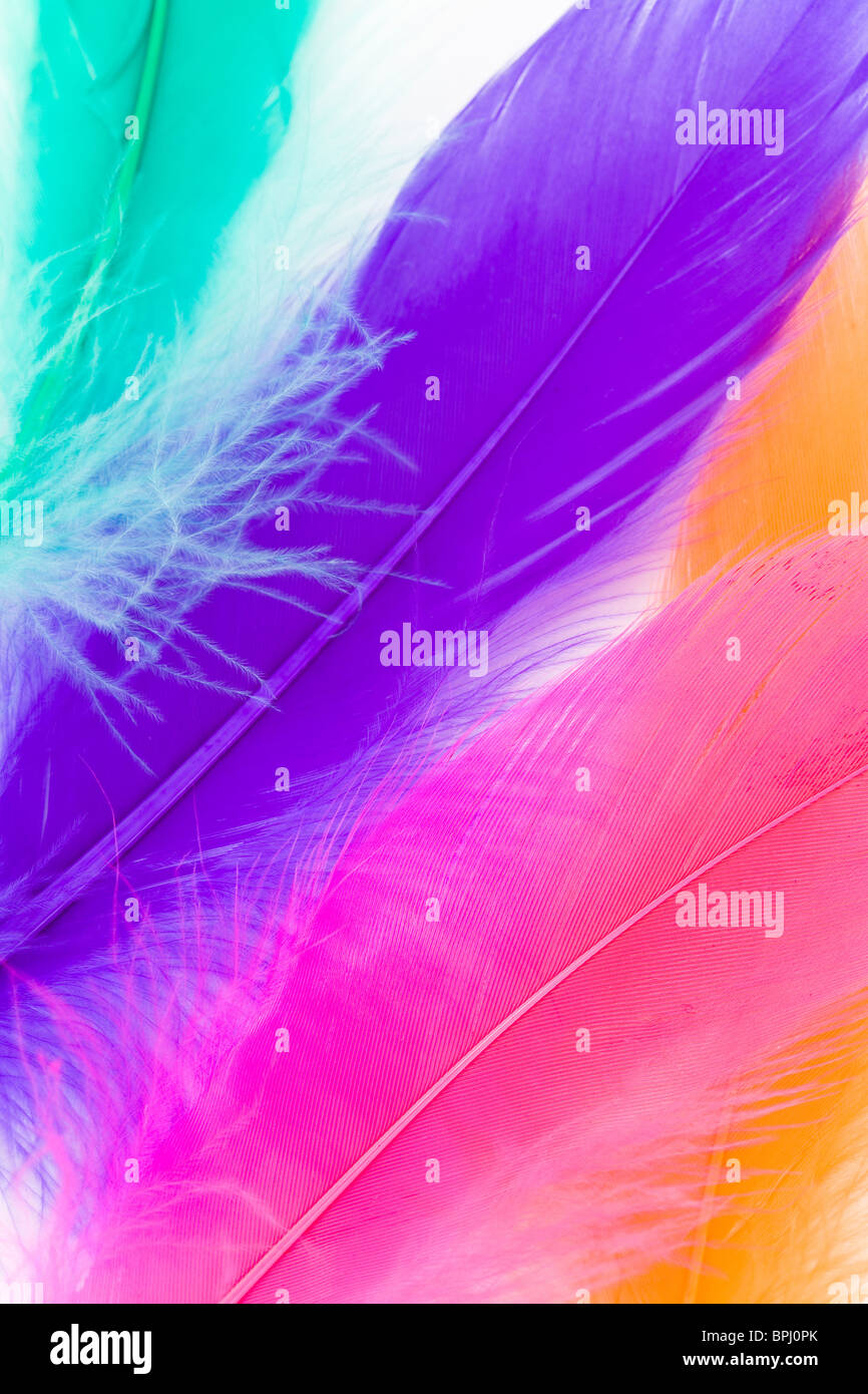 Colorful Feather close up shot Stock Photo - Alamy