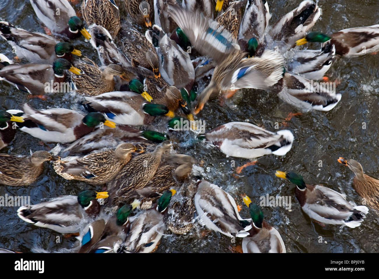 Mallards fighting hi-res stock photography and images - Alamy