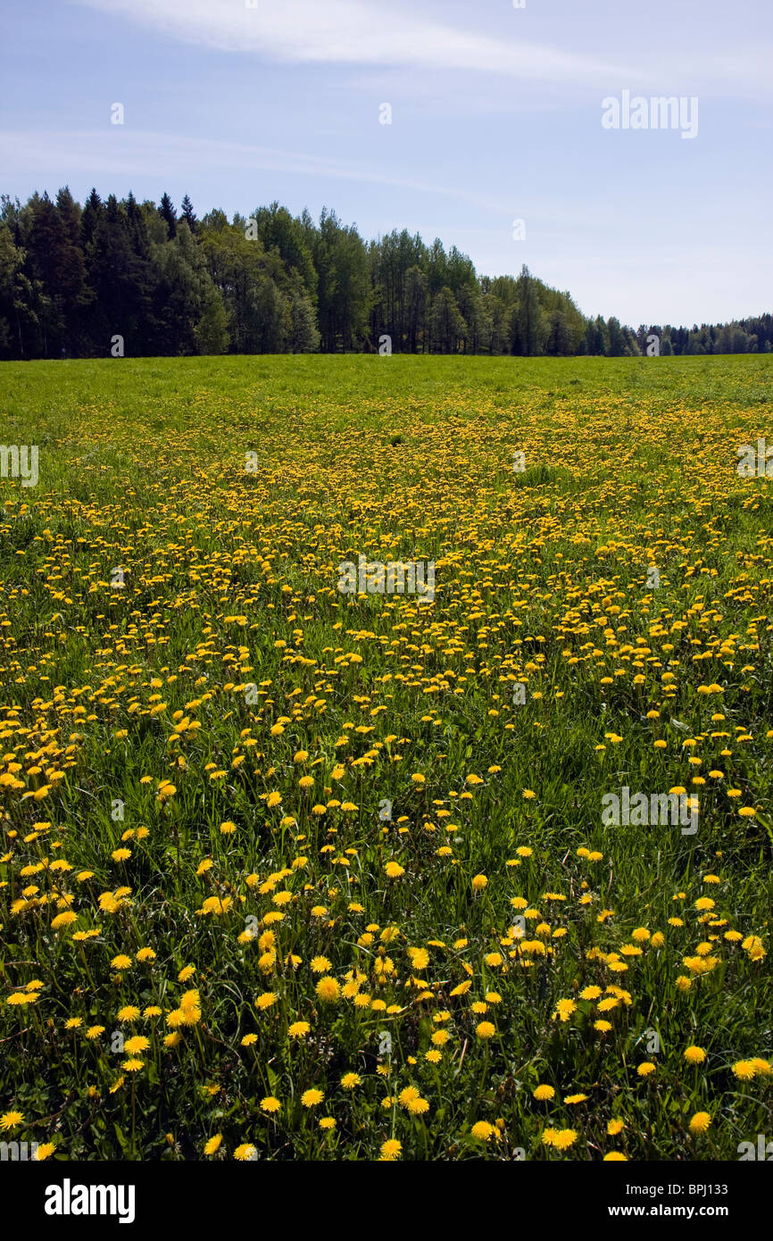 Tree in dandelion flowers hi-res stock photography and images - Alamy