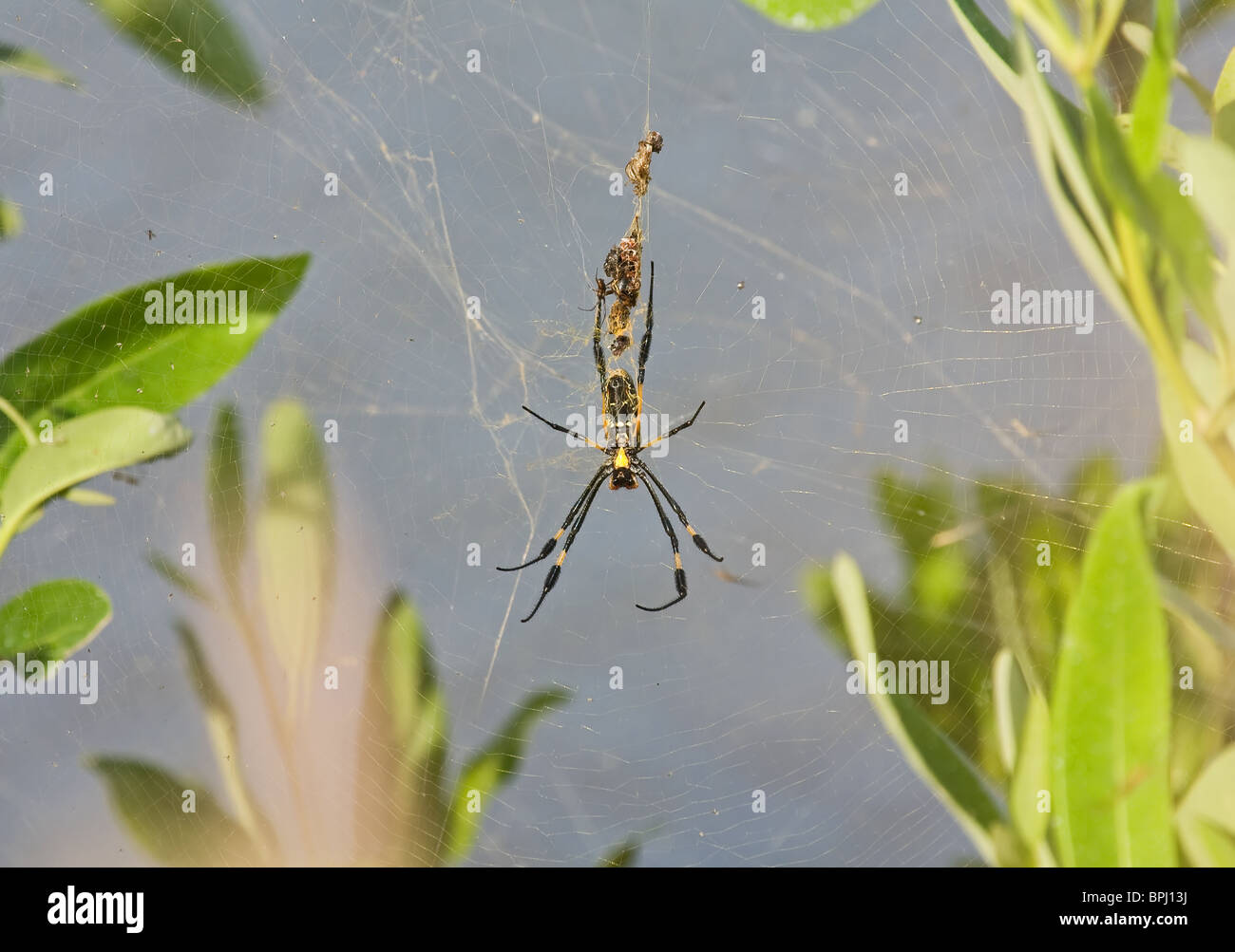 Spider in web Stock Photo - Alamy