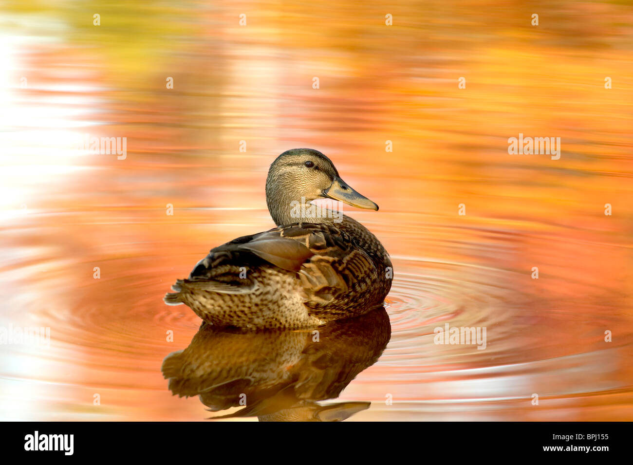Duck swimming in lake with reflection Stock Photo - Alamy