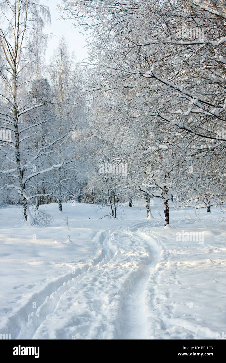 Path trees track hi-res stock photography and images - Alamy