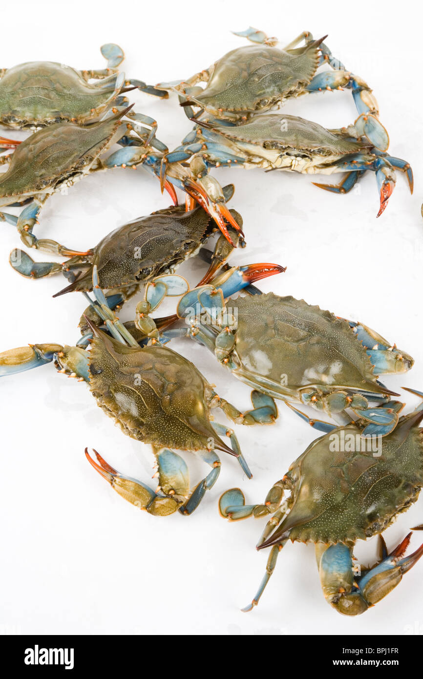 Blue Crab with white background Stock Photo - Alamy