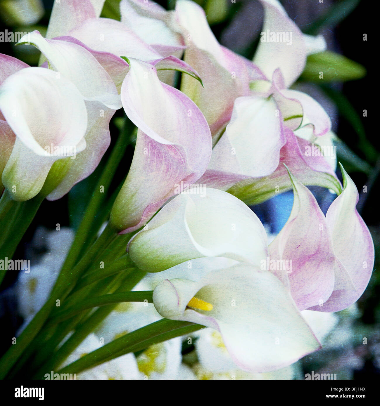Crevalle hi-res stock photography and images - Alamy