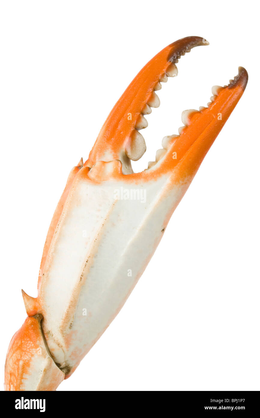 Crab Claw with white background Stock Photo - Alamy