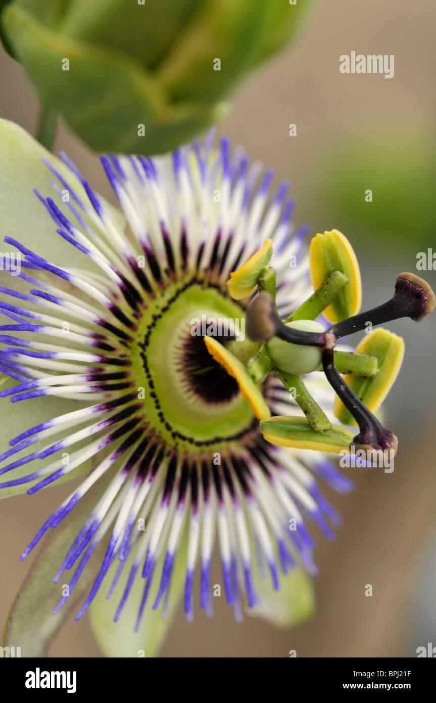 Passionflower hi-res stock photography and images - Alamy