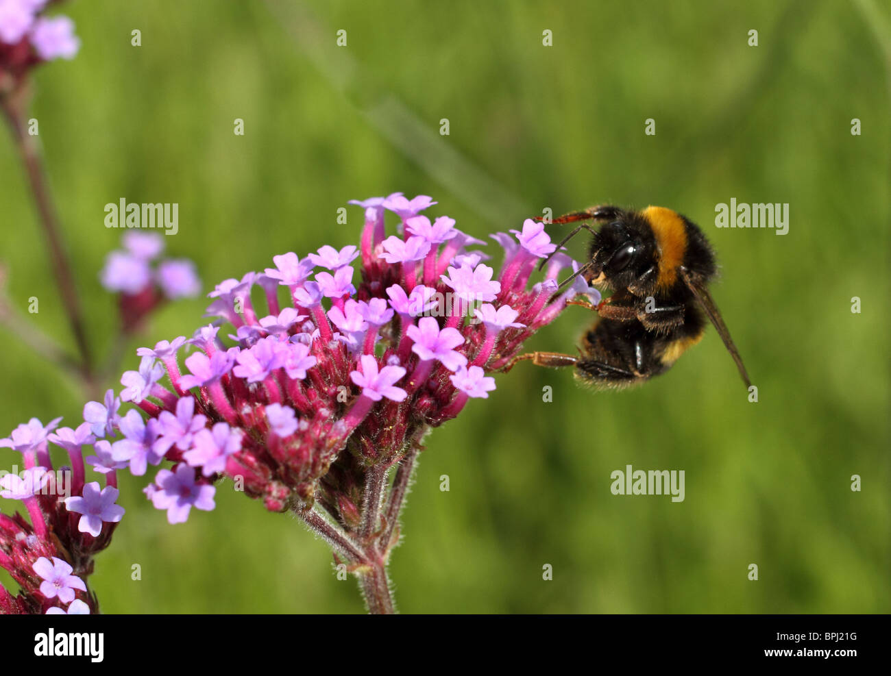 Bee taking in nectar Stock Photo - Alamy