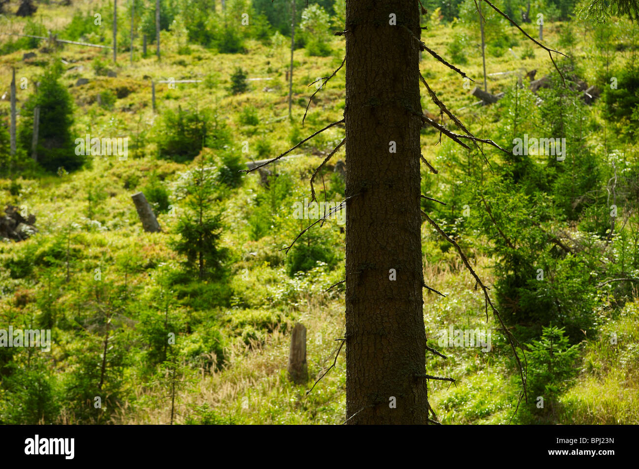 Sumava national park hi-res stock photography and images - Alamy