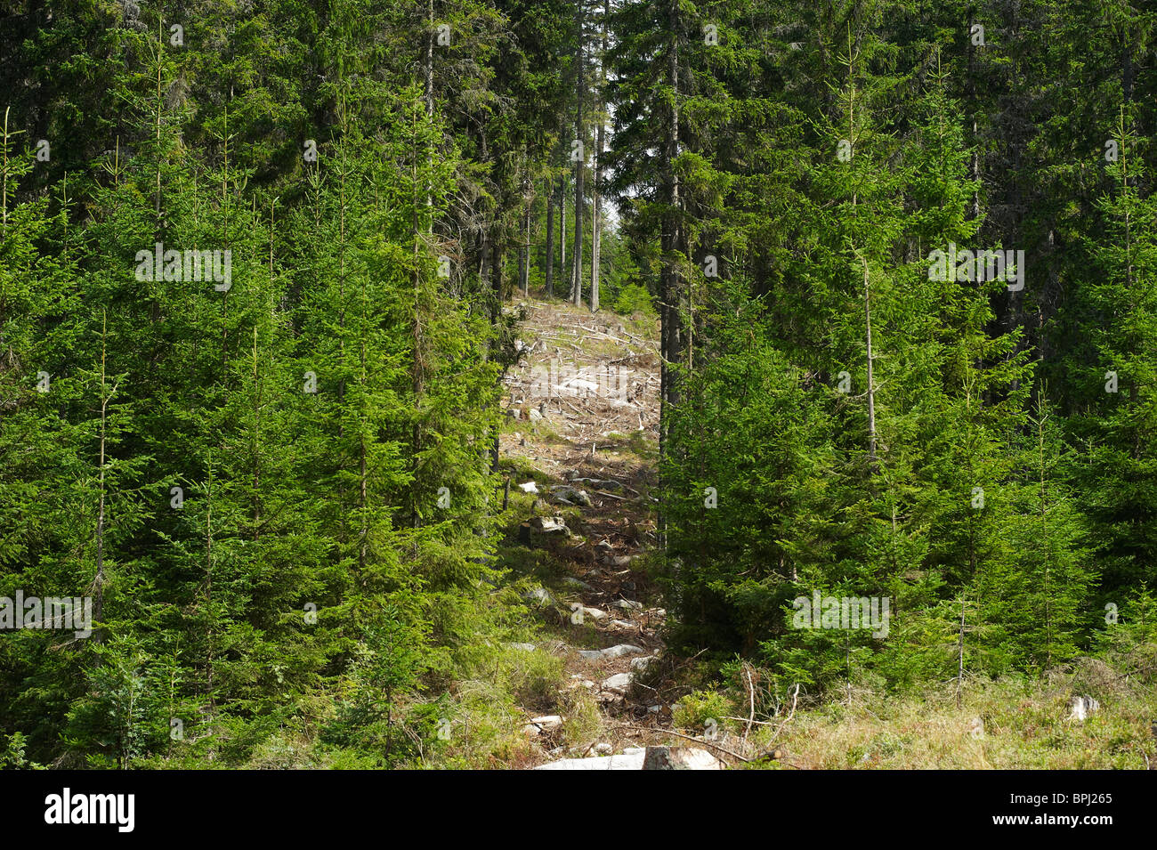 Sumava national park wilderness hi-res stock photography and images - Alamy