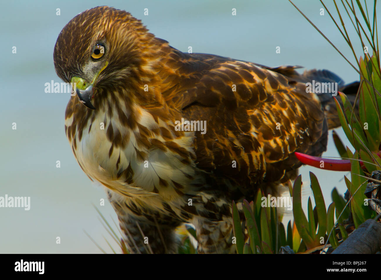 Red tail hawk hi-res stock photography and images - Alamy