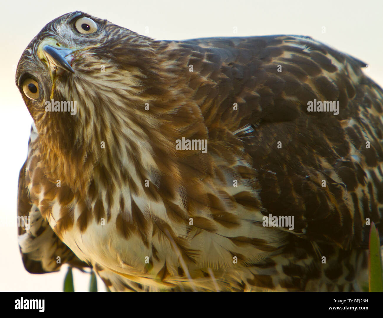 Hawk birds hi-res stock photography and images - Alamy