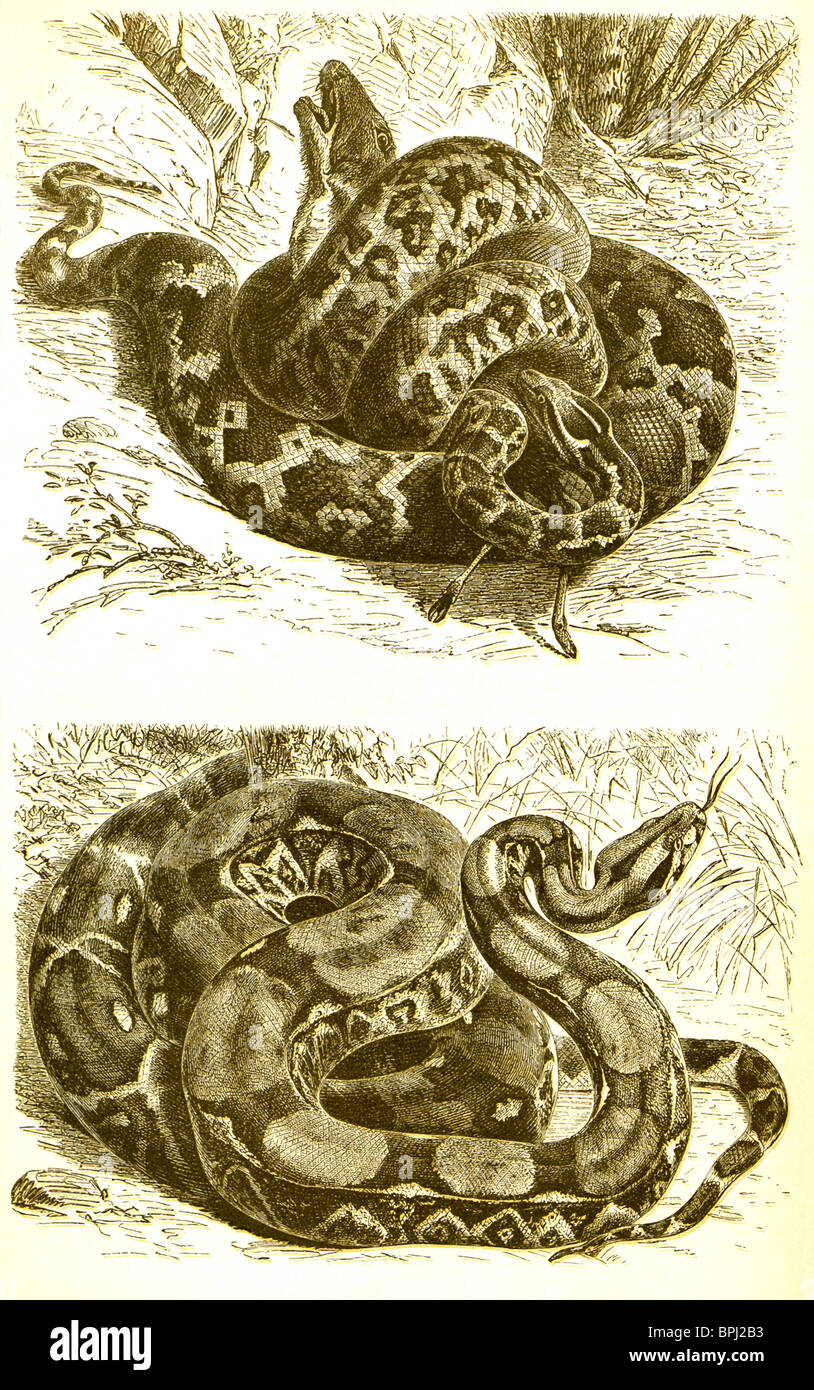 The snake depicted at top is a python; at bottom, a boa constrictor ...