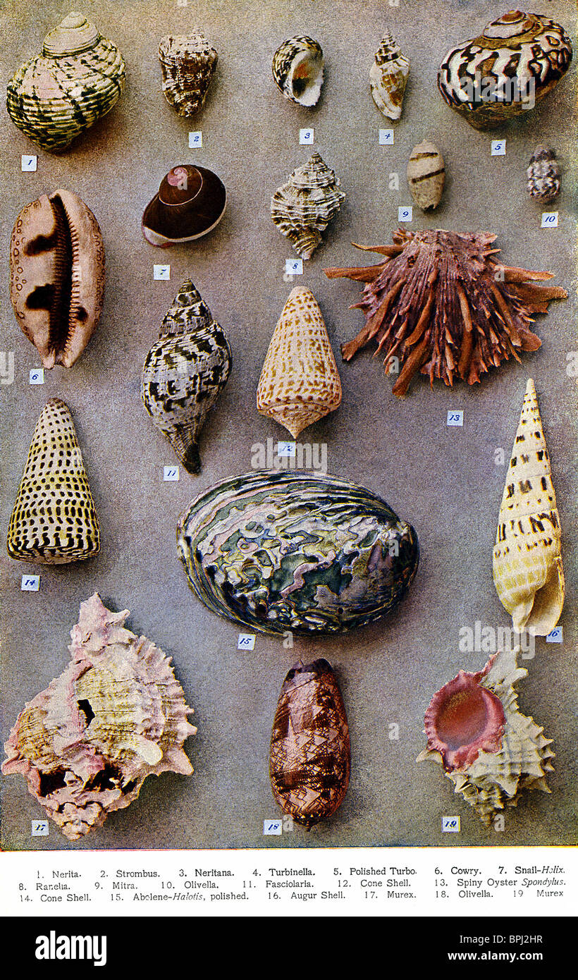 The labeled shells in this photo date to around 1905 Stock Photo - Alamy