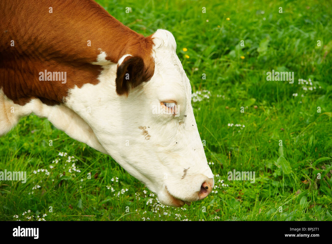 Cow visible hi-res stock photography and images - Alamy