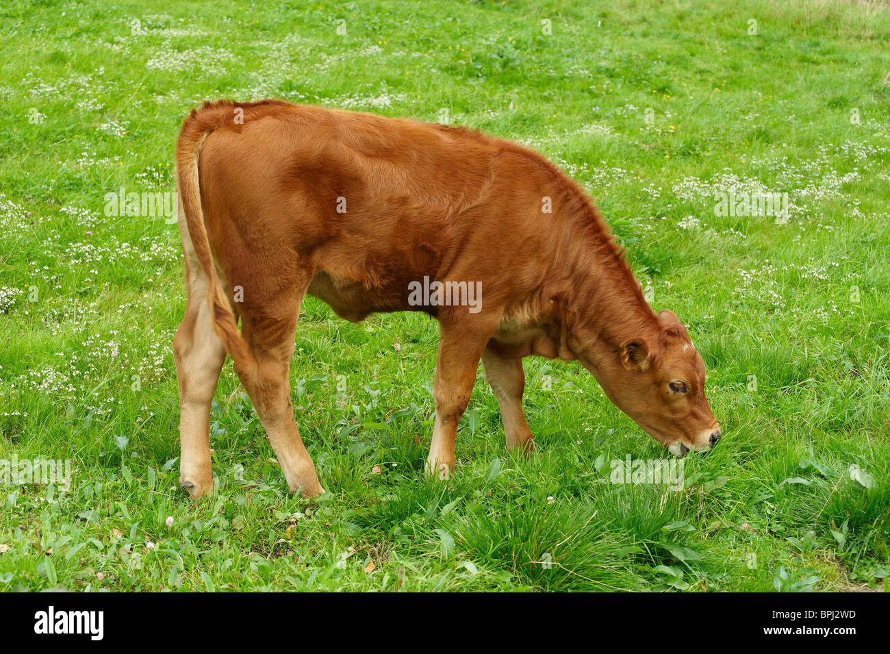 Adult cow domestic hi-res stock photography and images - Alamy