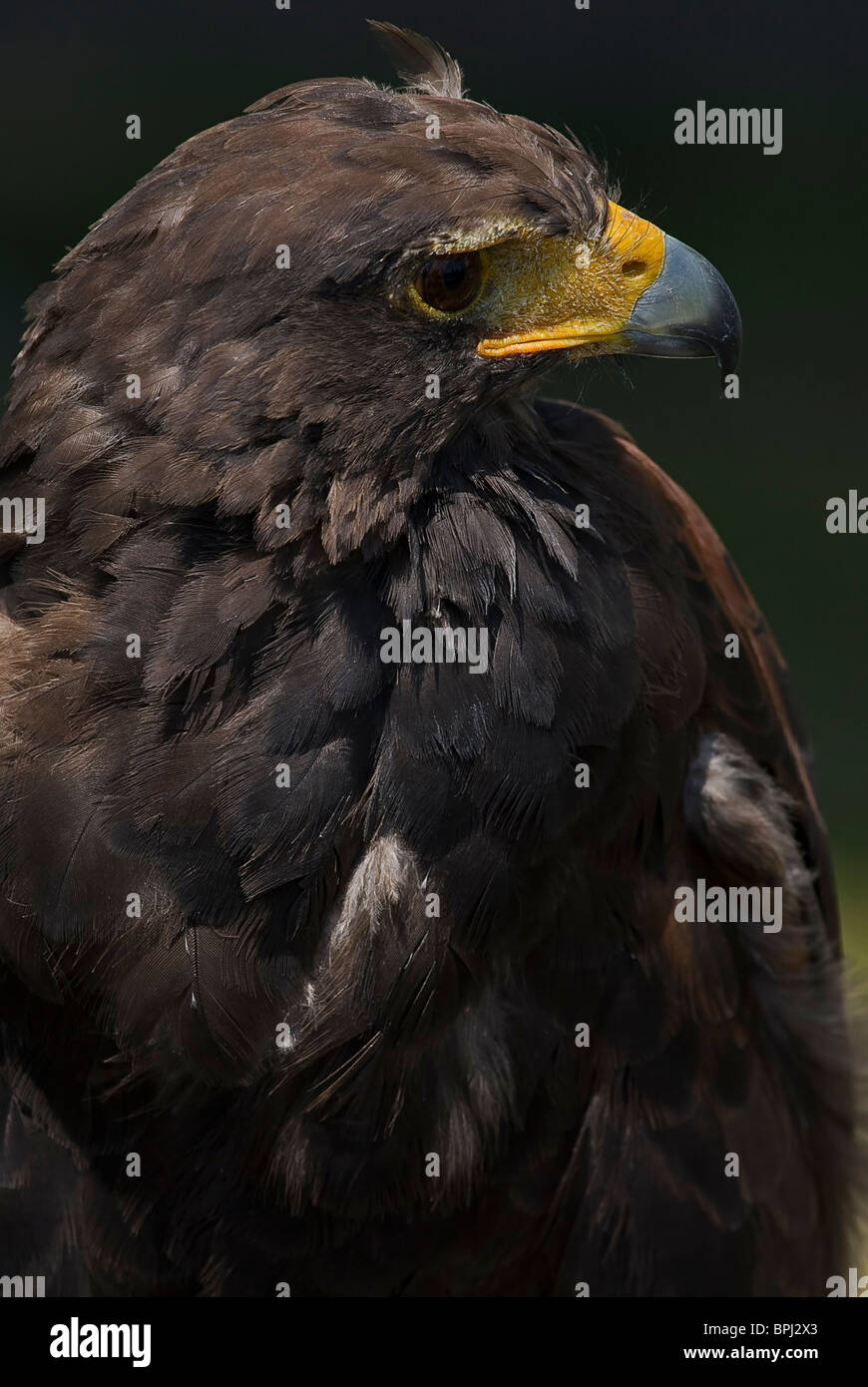 Photo of a Harris Hawk Stock Photo - Alamy