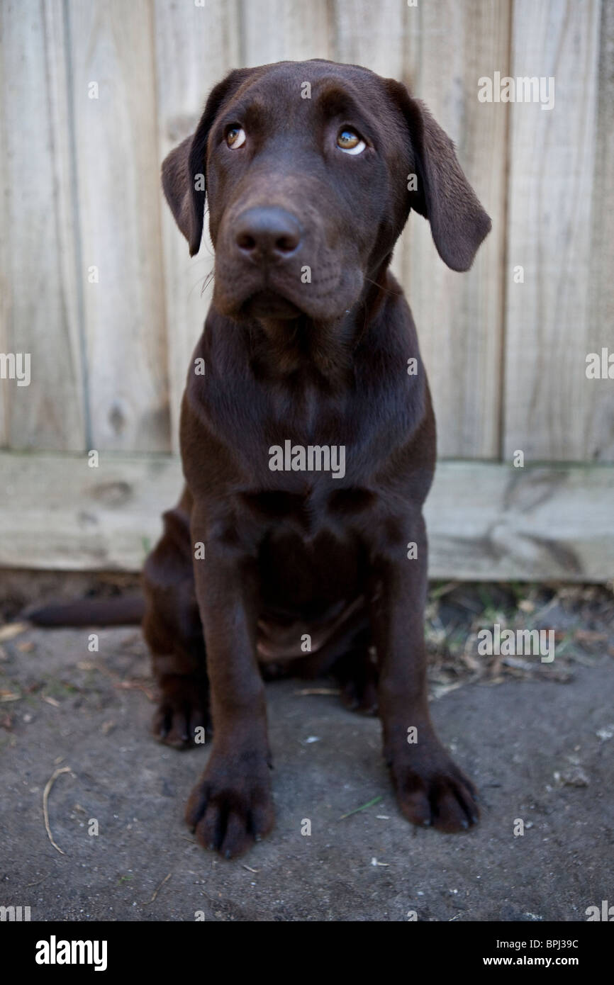 Labrador eyes hi-res stock photography and images - Alamy