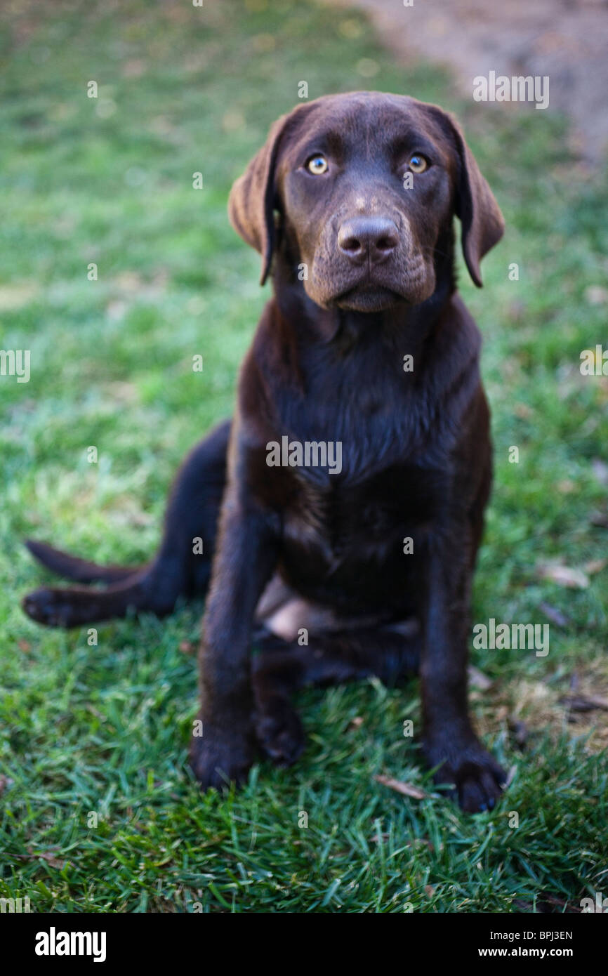 Chocolate brown labrador puppy Stock Photo - Alamy